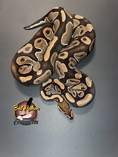 Rtb Proven Het Pied Female Ball Python by Ball Python Chronicles