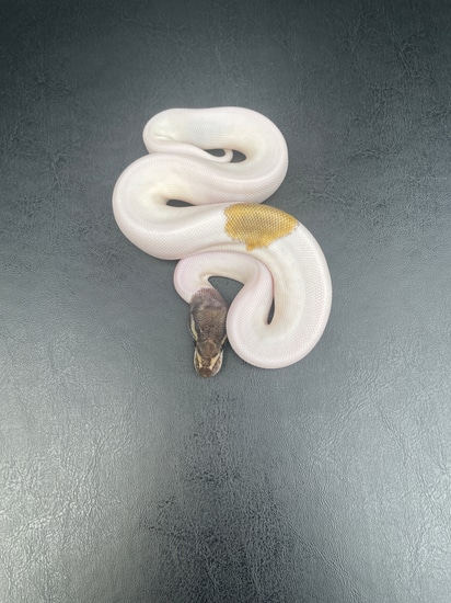 Mojave Piebald Ball Python by Ball Python Chronicles
