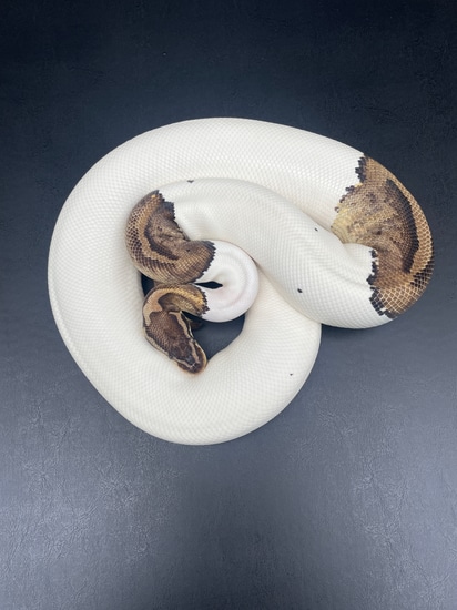 2300+ Gram Ready To Breed Female Pied Ball Python by Ball Python Chronicles