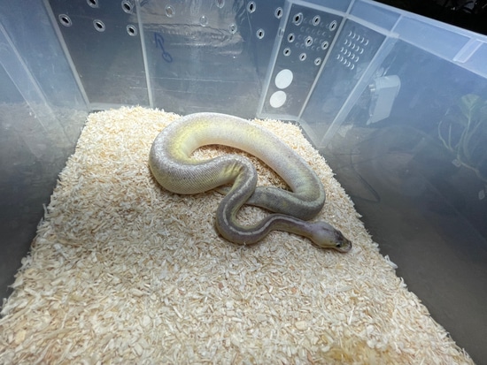 Lesser Pastel Cinnamon Het Red Axanthic Ball Python by Exotics @ Heart