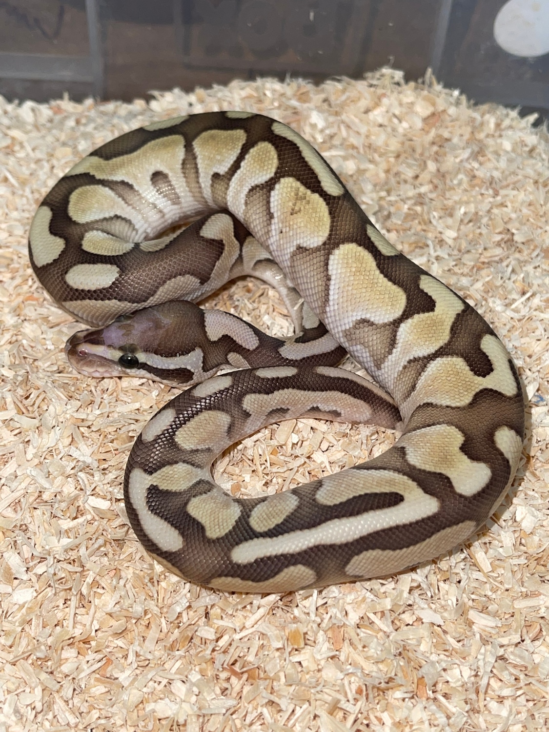 Scaleless Head Butter Fire Ball Python by Exotics @ Heart - MorphMarket