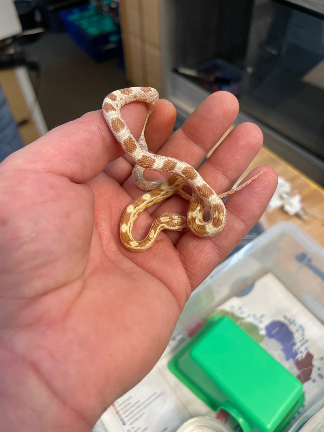 Butter Corn Snake by Exotics @ Heart - MorphMarket
