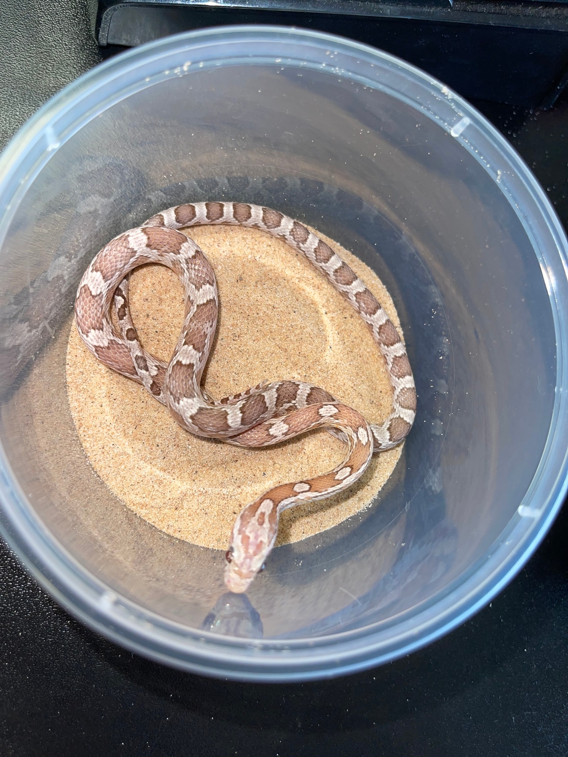 Phantom Corn Snake by Exotics @ Heart - MorphMarket