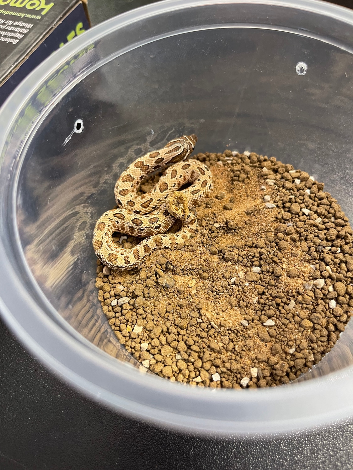 Green Line Conda Western Hognose by Exotics @ Heart - MorphMarket