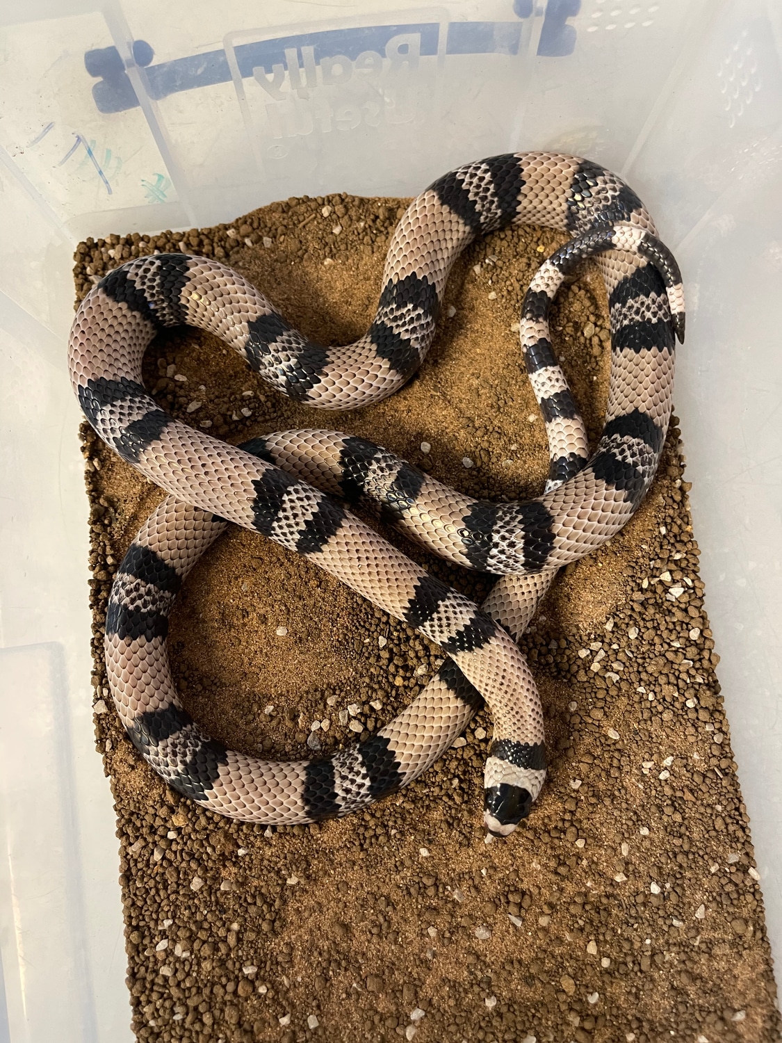 Anery Honduran Milk Snake by Exotics @ Heart - MorphMarket