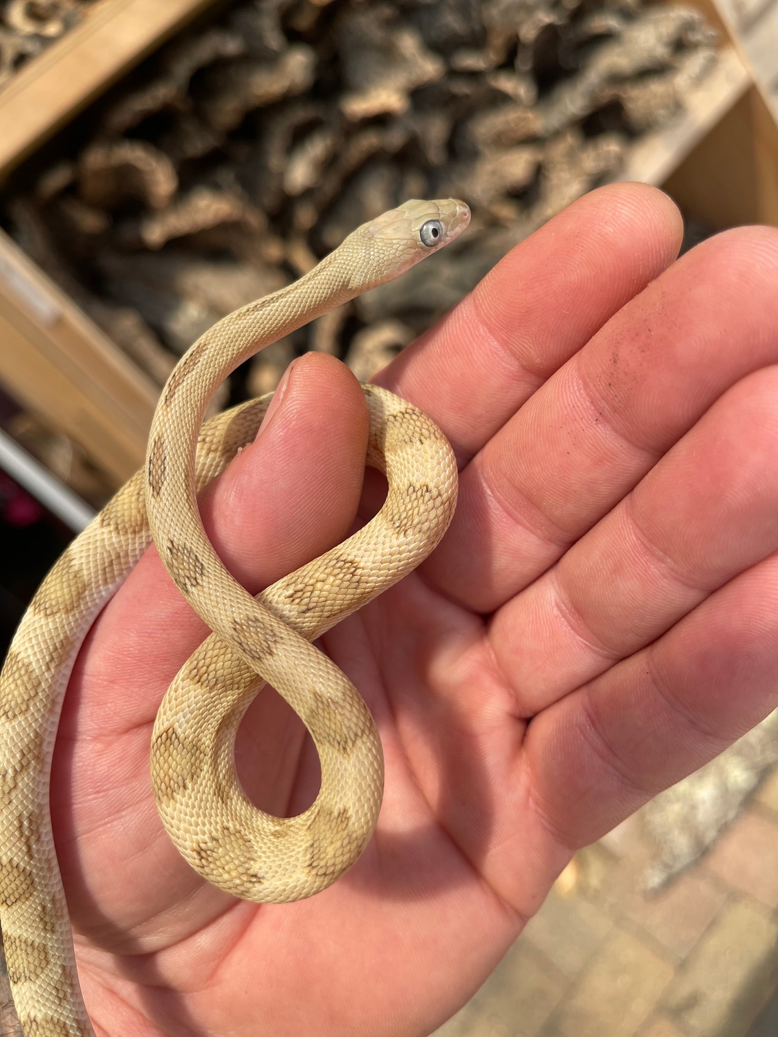 Blonde 100% Het Silver And Axanthic Trans-Pecos Rat Snake by Exotics ...