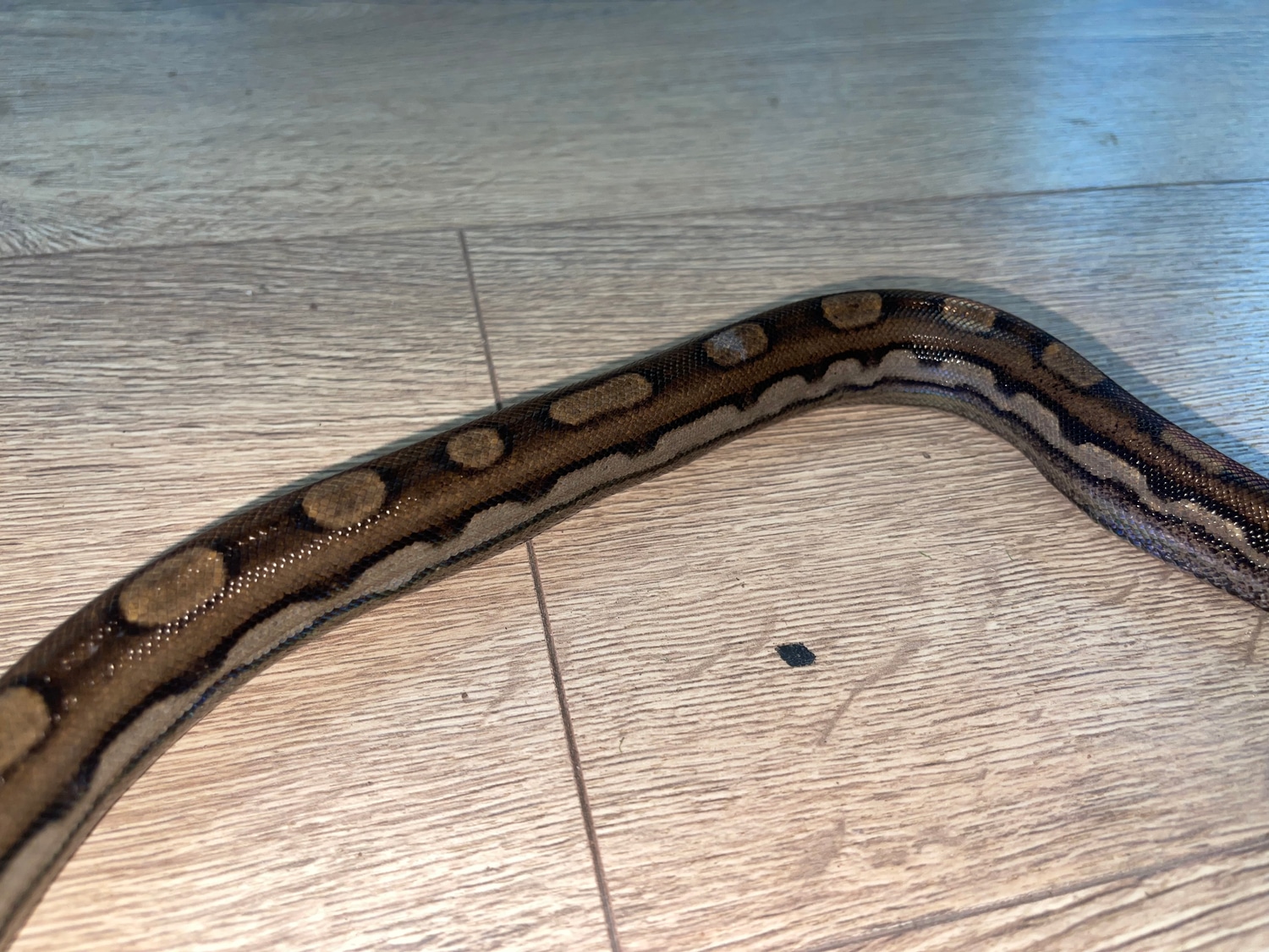 Motley Raptor Poss Super Cb21 Boa Constrictor by Exotics @ Heart ...