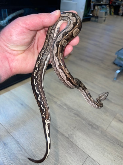 Motley Raptor Poss Super Cb21 Boa Constrictor by Exotics @ Heart