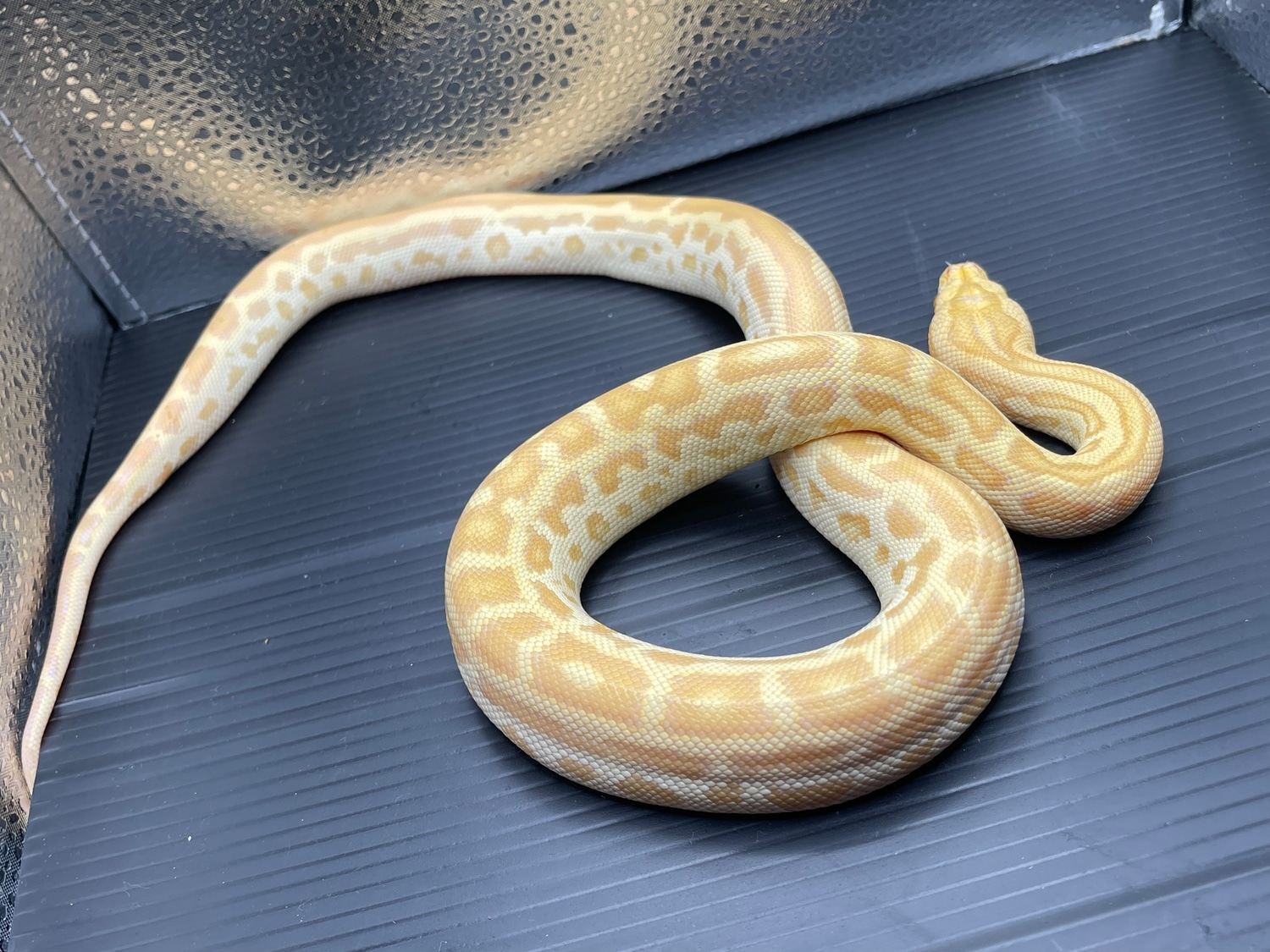 Hypo Burmese Python by Exotics @ Heart - MorphMarket