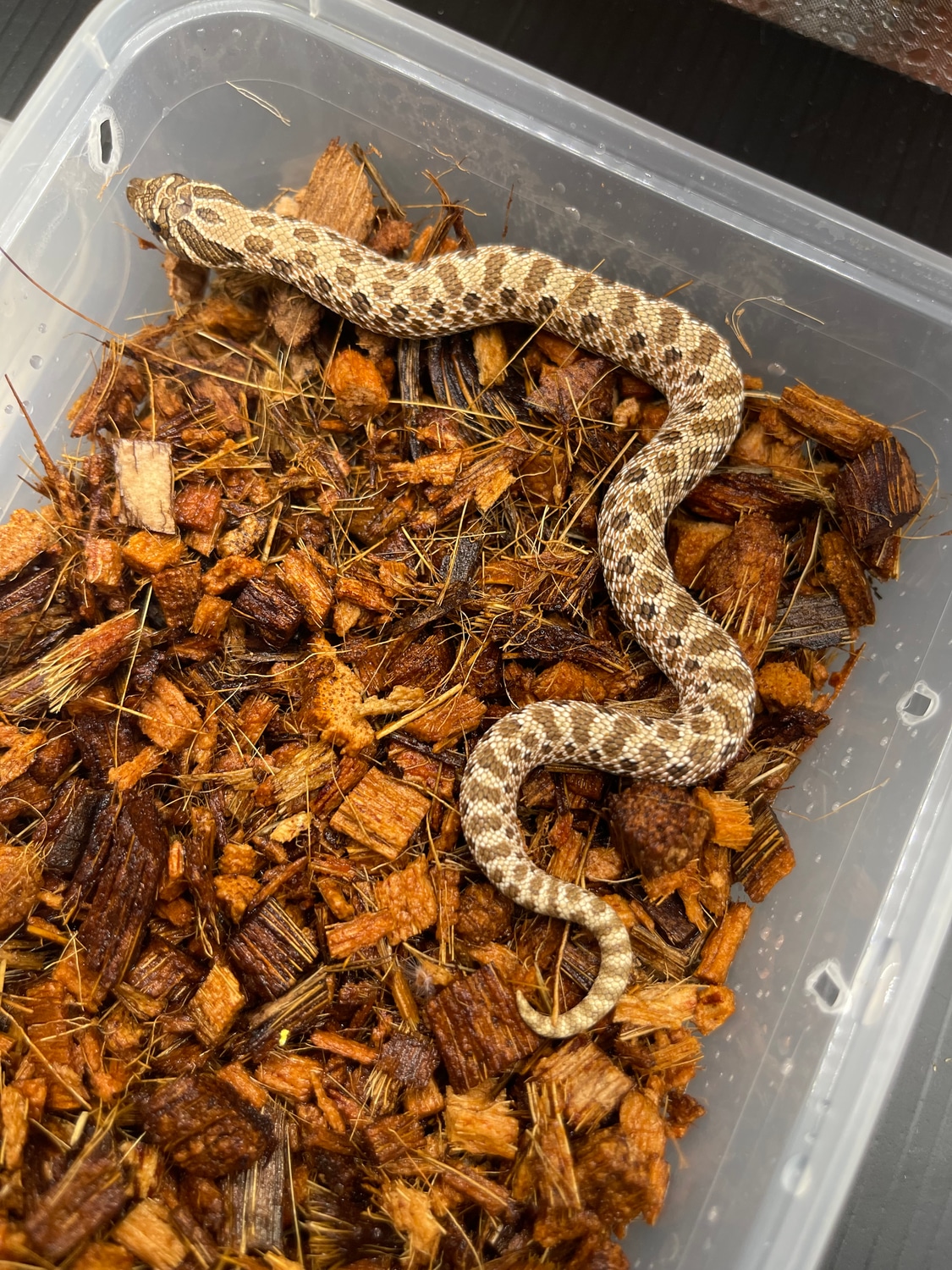 Normal Western Hognose by Exotics @ Heart - MorphMarket