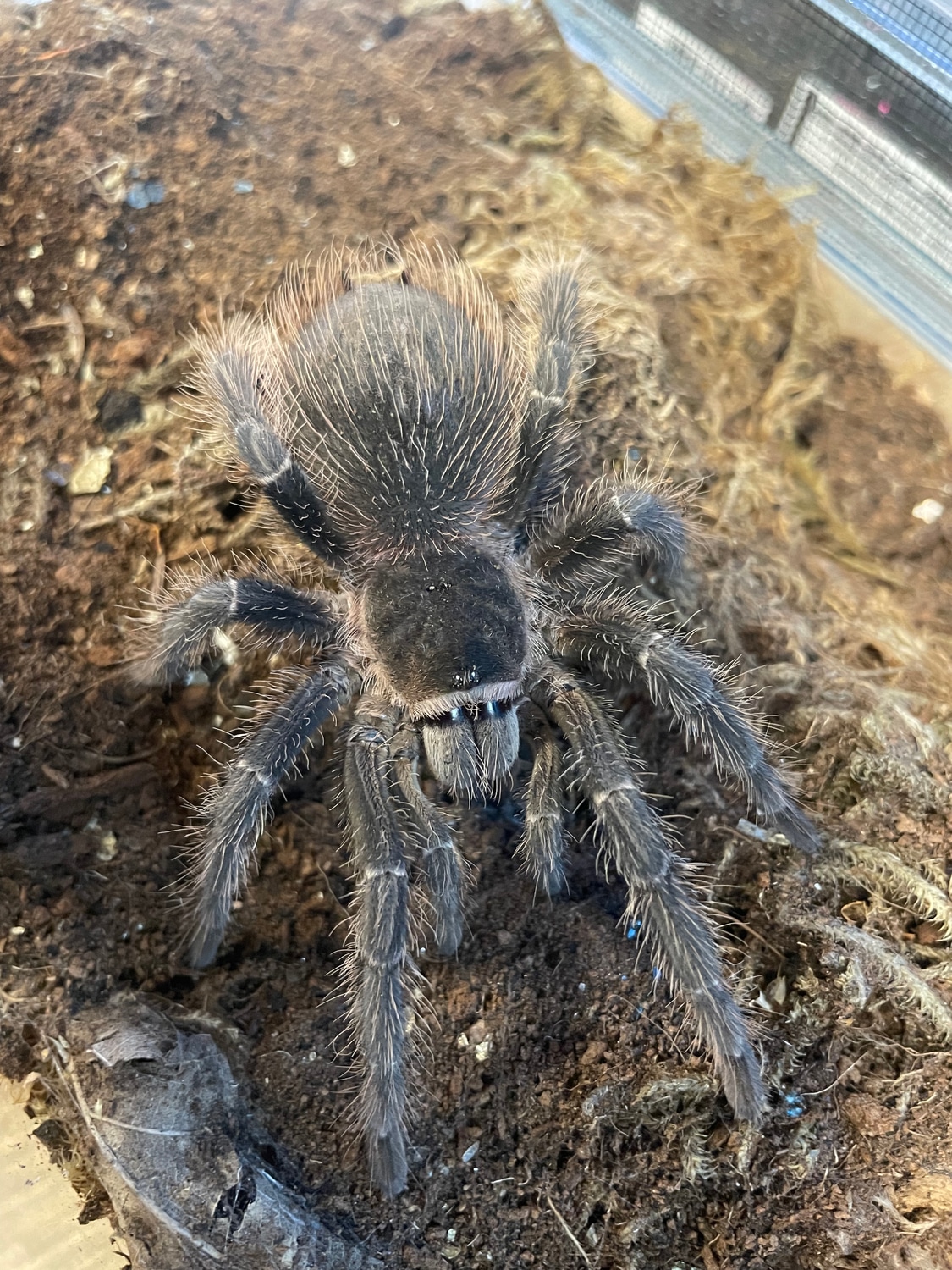 Brazilian Striped Leg, Lasiodora Striatipes Tarantula by Exotics ...