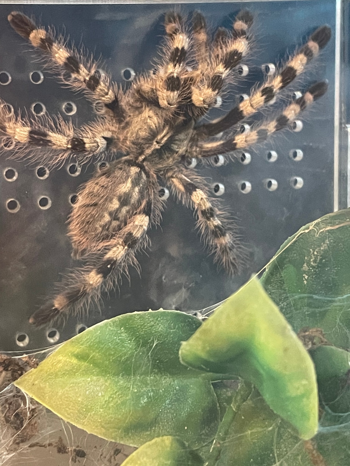 Salem Oriental, Poecilotheria Formosa Tarantula by Exotics @ Heart ...
