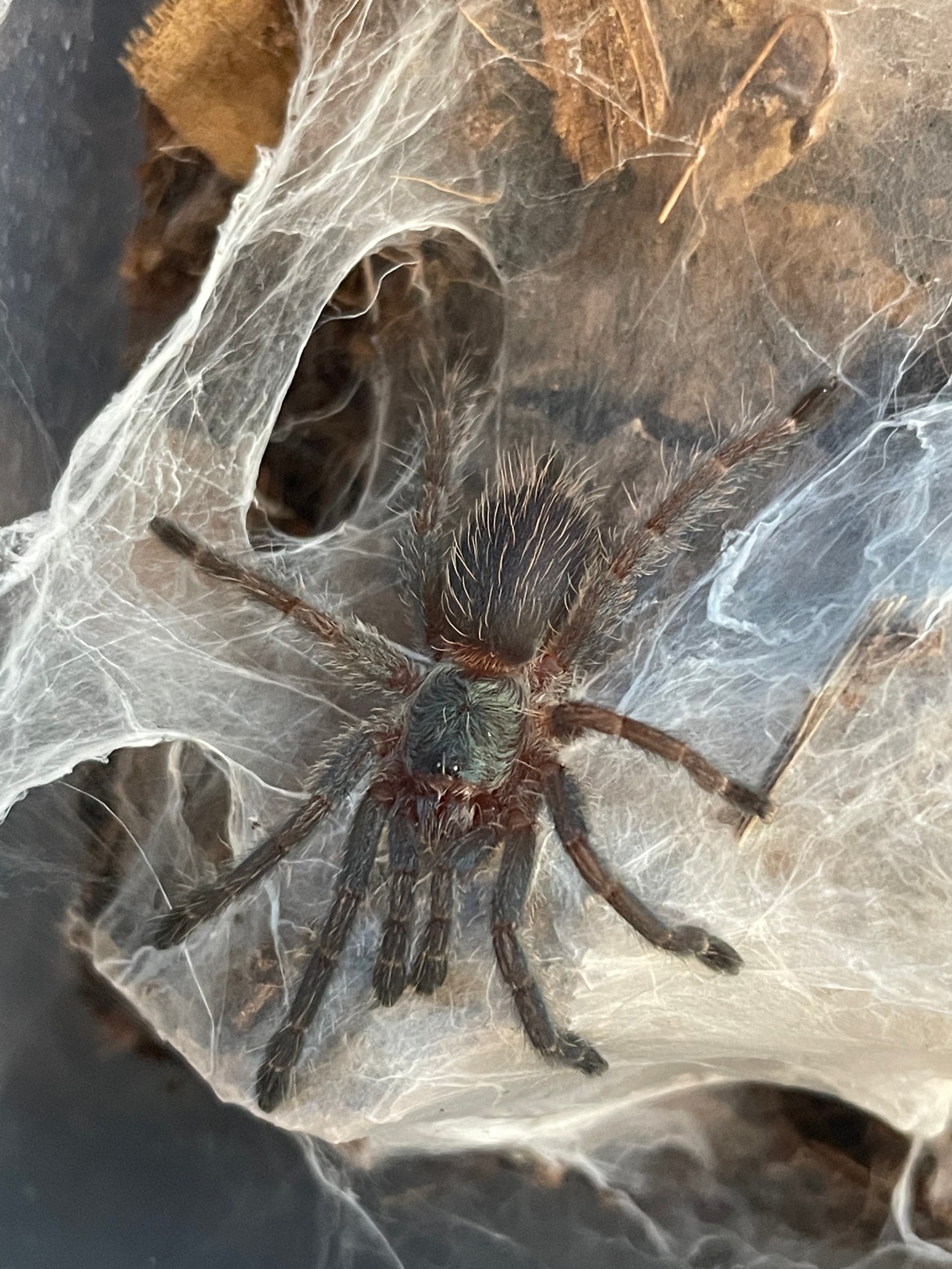 Blue Diamond, Dolichothele Diamantinensis Tarantula by Exotics @ Heart ...