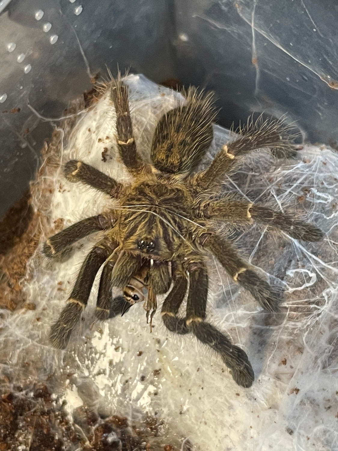 Orange Baboon (DCF) Mikumi, Pterinochilus Murinus Tarantula by Exotics ...