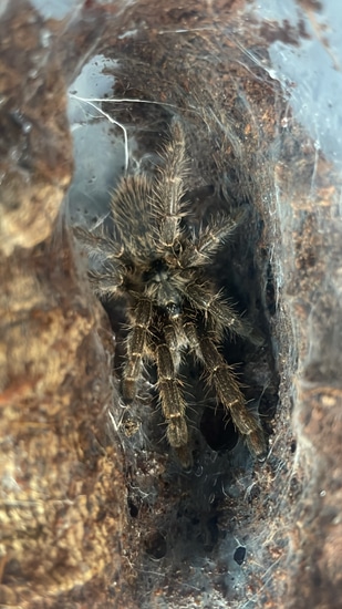 Horned Baboon, Ceratogyrus Marshalli Tarantula by Exotics @ Heart