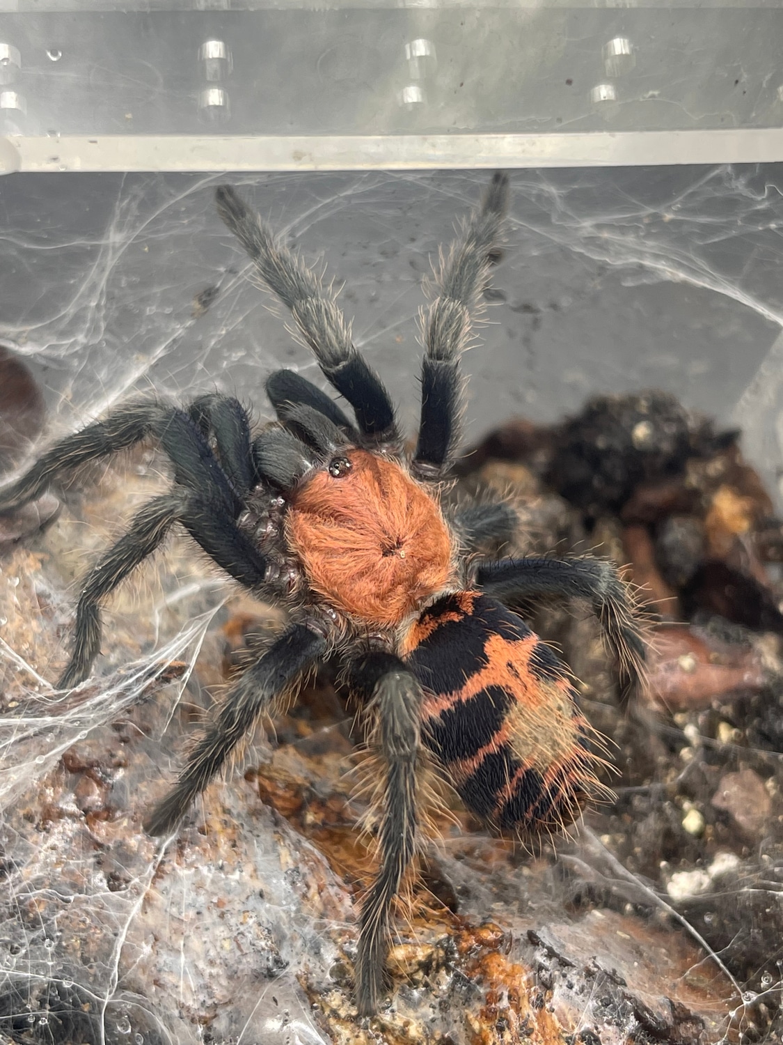 Guatemalan Tiger Rump, D.pentaloris Tarantula by Exotics @ Heart ...