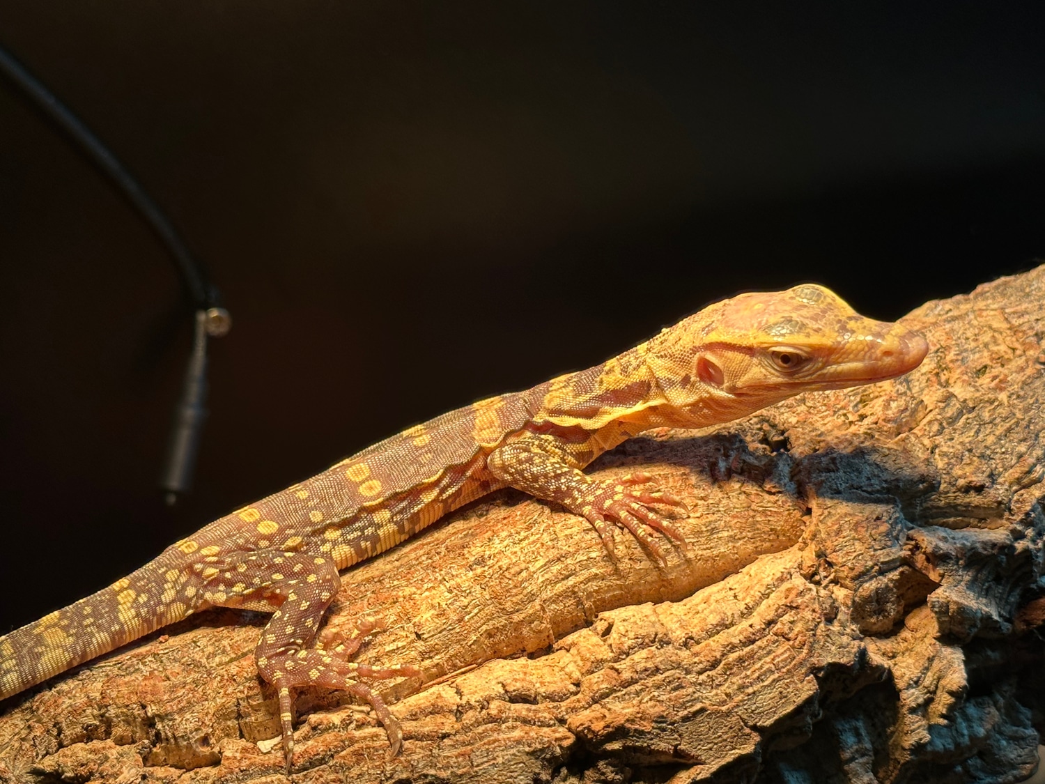 T+ Albino Asian - Varanus Salvador Water Monitor by Exotics @ Heart ...