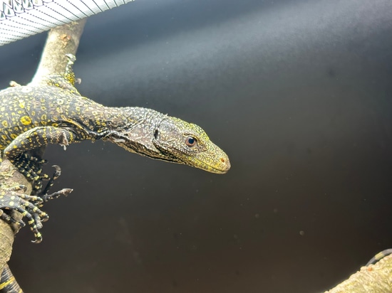 CF23 Crocodile Monitor - Varanus Salvadorii by Exotics @ Heart