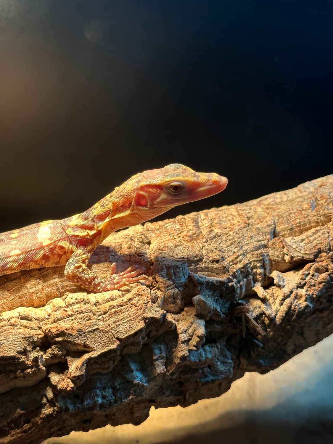 T+ Albino Asian - Varanus Salvador Water Monitor by Exotics @ Heart ...