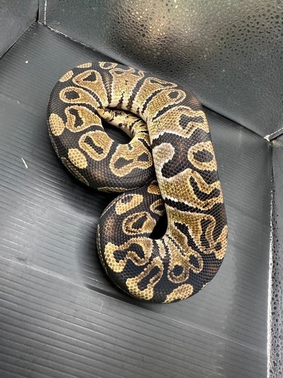 Funky Normal Ball Python by Exotics @ Heart