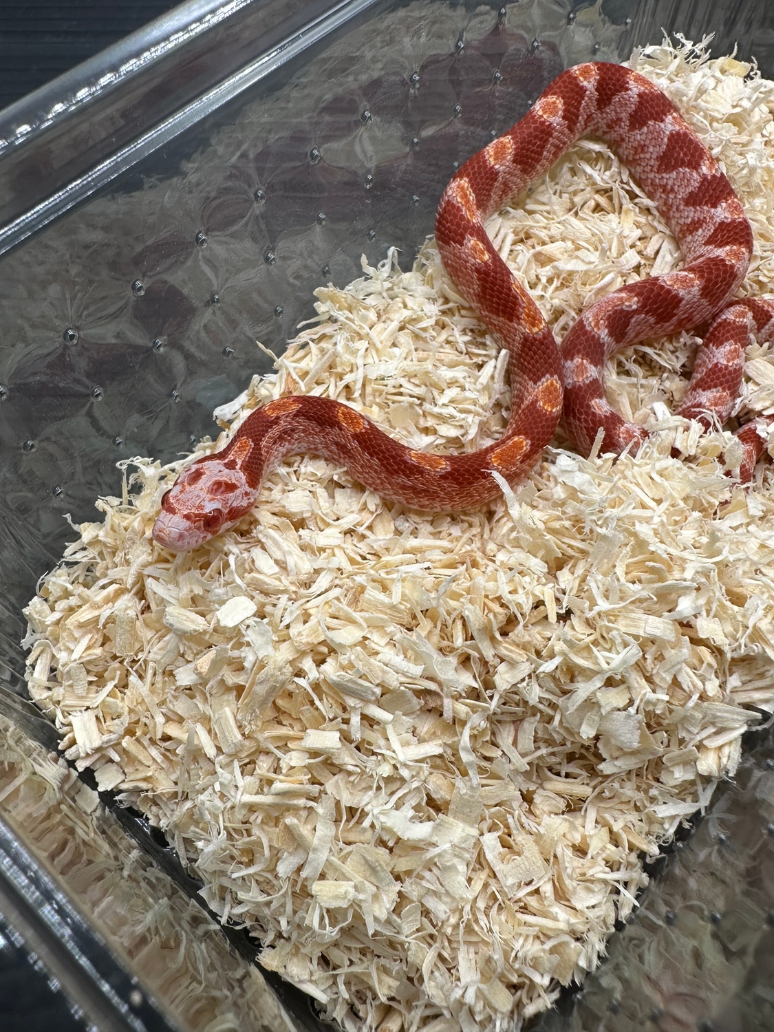 Fire Corn Snake by Exotics @ Heart - MorphMarket