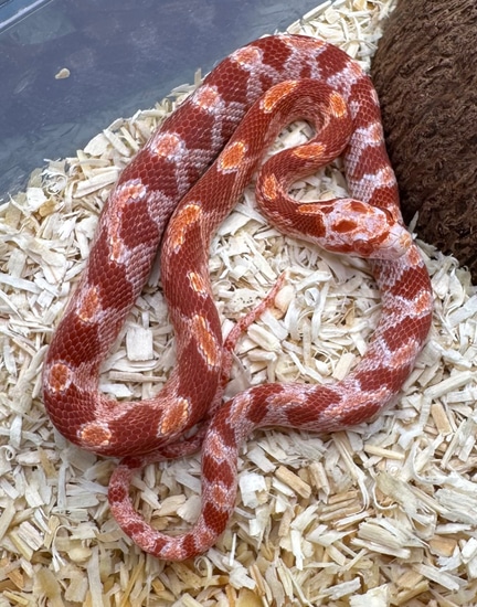 Fire Corn Snake by Exotics @ Heart