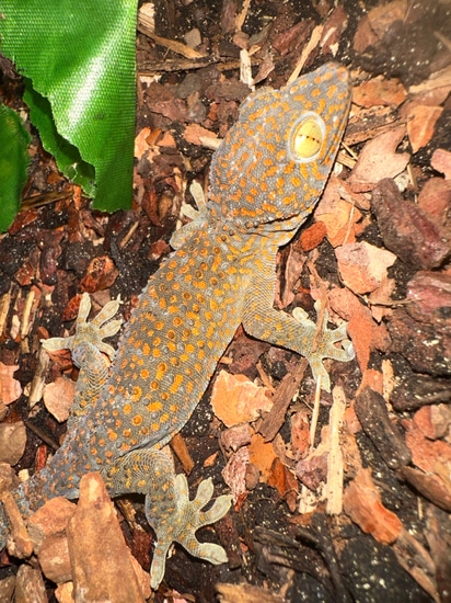 66% Het Patternless Tokay Gecko by Exotics @ Heart