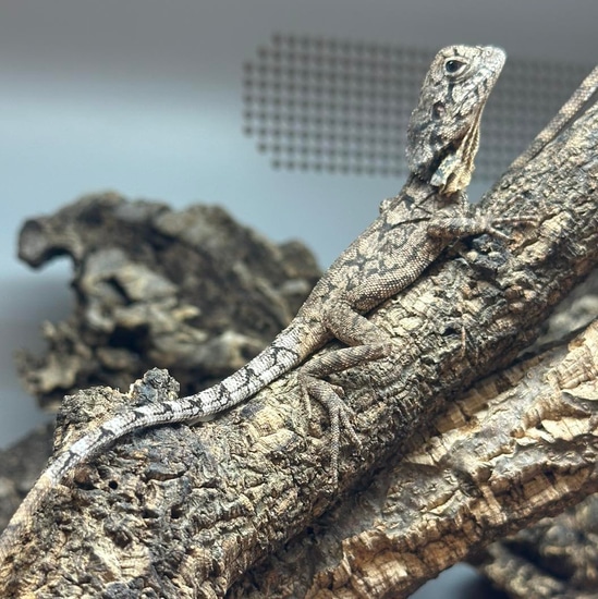 Frilled Dragon Frilled Lizard by Exotics @ Heart