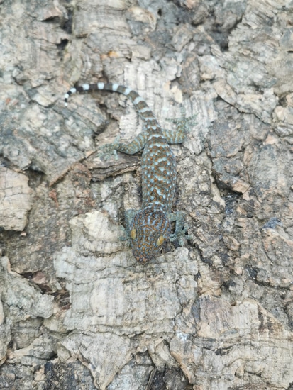 1.1 Tokay Geckos 66% Het Patternless by Exotics @ Heart