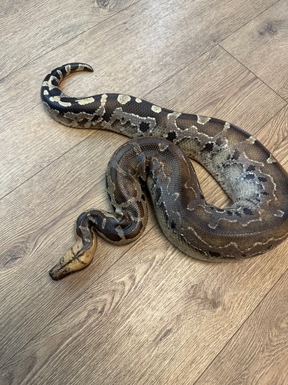 Pumpkin Head Borneo Short Tailed Python P.Breitensteini Borneo Short ...