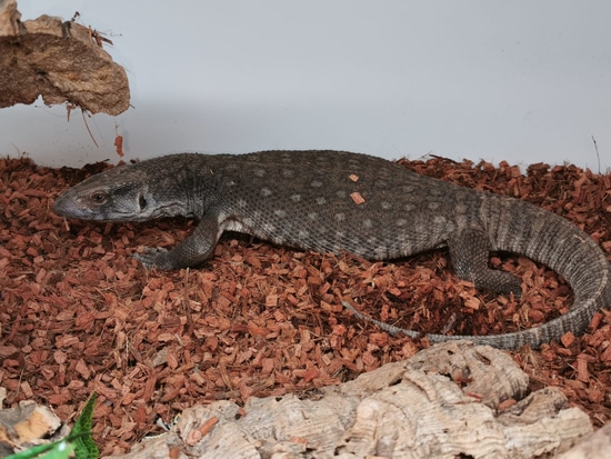Bosc Monitor Savannah Monitor by Exotics @ Heart