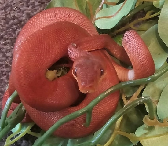 Red Calico Amazon Tree Boa by Exotics @ Heart