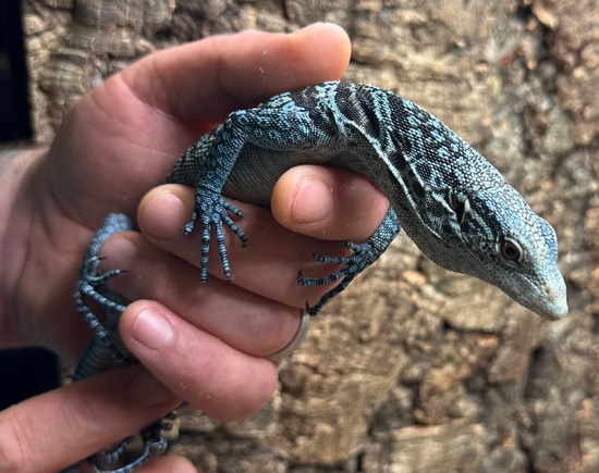Blue Tree Monitor - Varanus Macraei by Exotics @ Heart