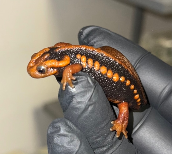 EMPEROR NEWT - Tylototriton Shanjing Newt by Exotics @ Heart