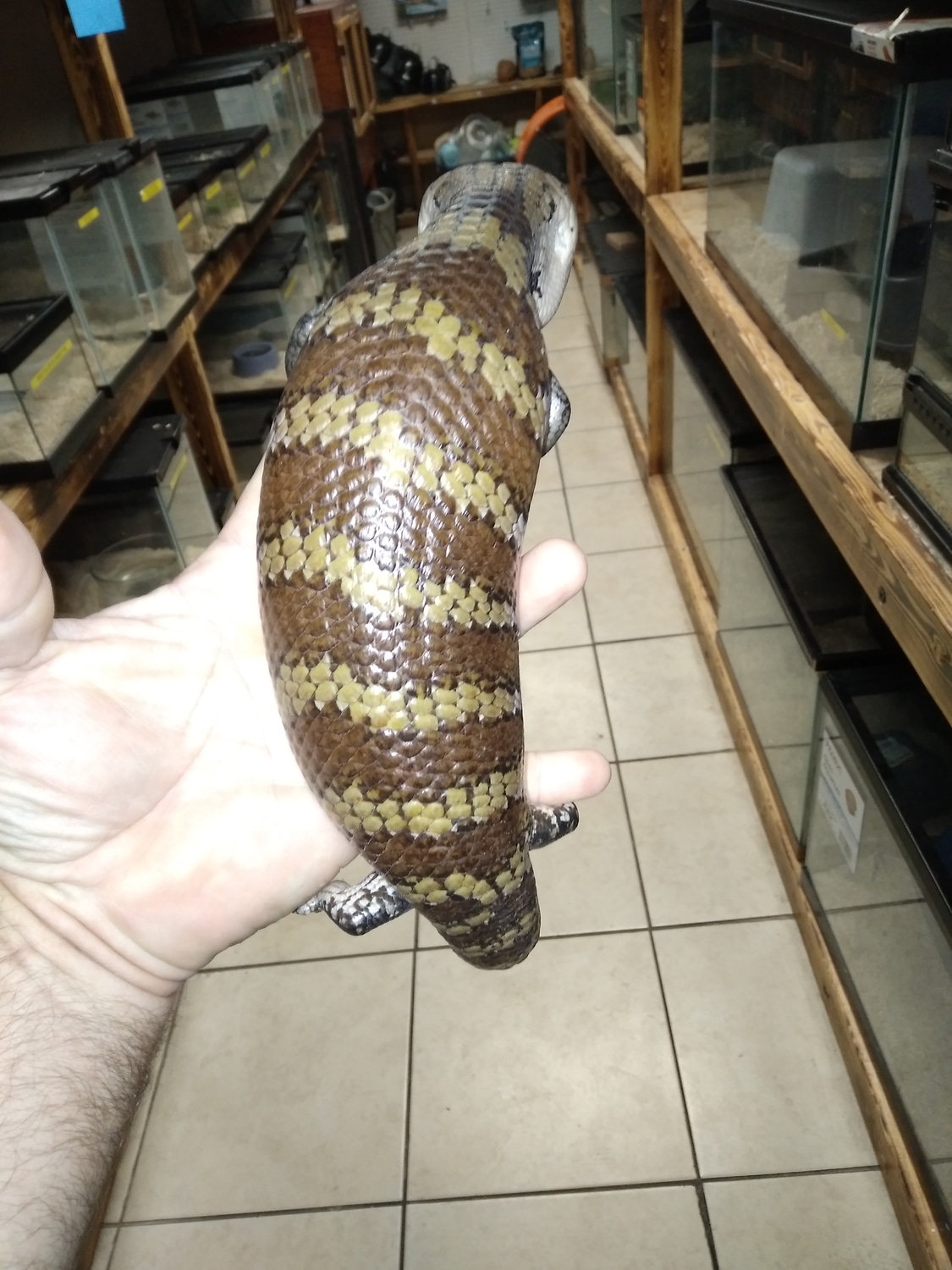 Long Term Captive Proven Breeder Super Tame Adult Irian Jaya Blue ...