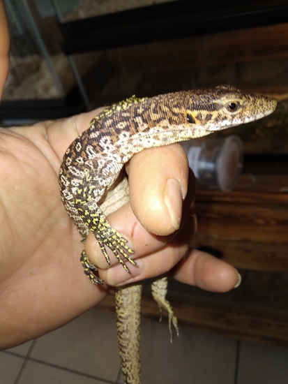 Long Term Captive Juvenile Male Yellow Spotted Timor Monitor Nile ...