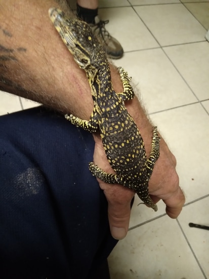 Tame Baby Sumatran Water Monitors by Reptile Mart