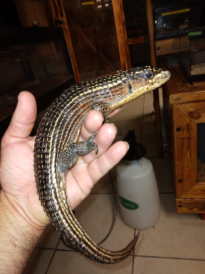 Super Tame Long Term Captive Pair Of Plated Lizards More Lizard by ...