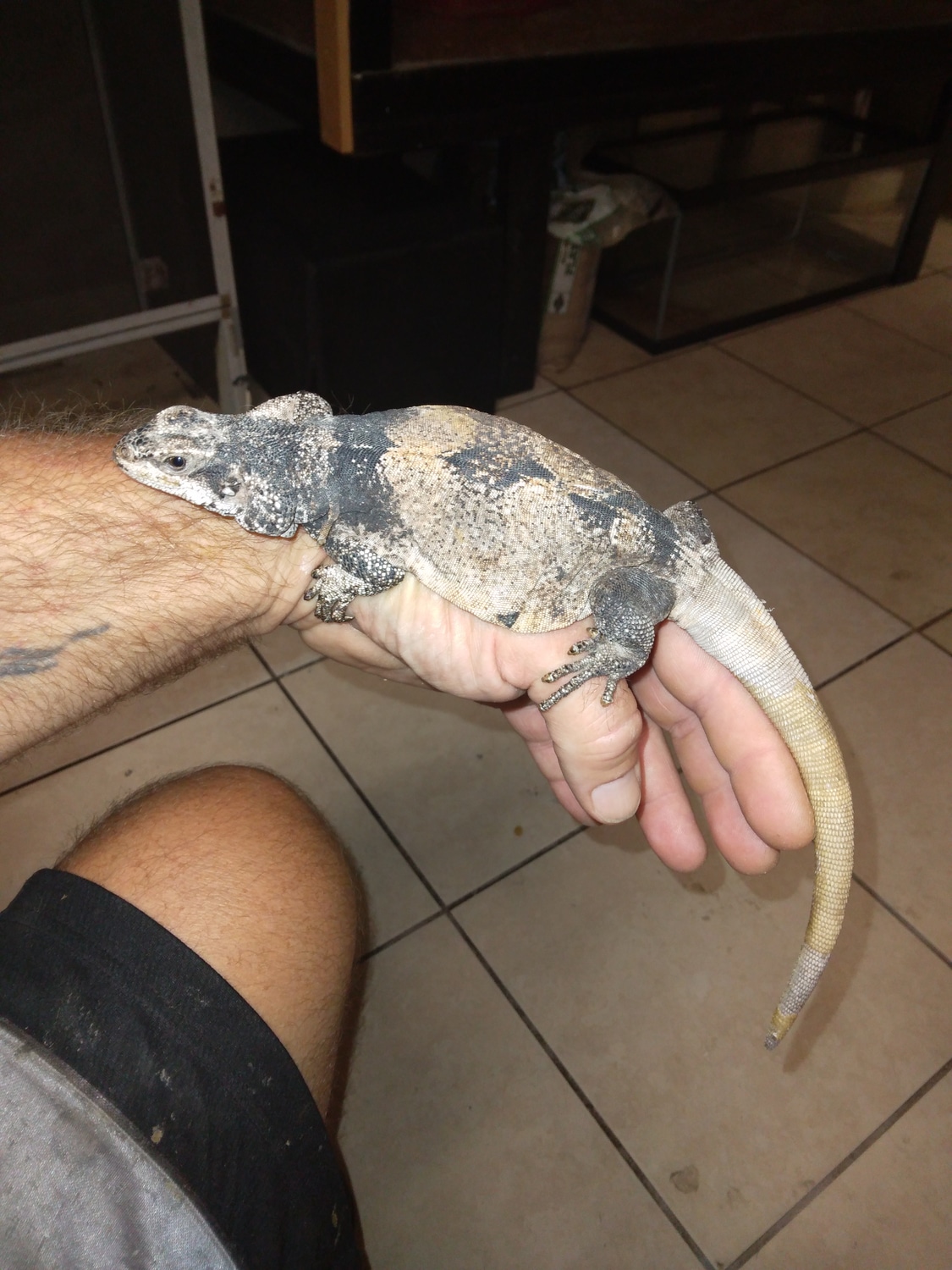 Adult Female Red Back Chuckwalla More Lizard by Reptile Mart - MorphMarket