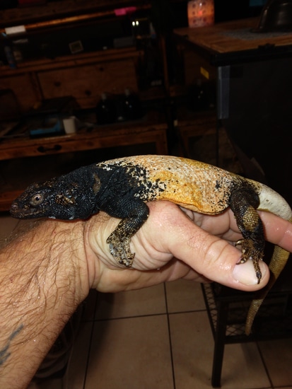 Stunning Long Term Captive Proven Breeder Adult Male Red Back ...