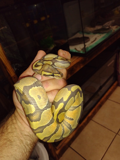 300 Gram Female Enchi Ghost Ball Python by Reptile Mart
