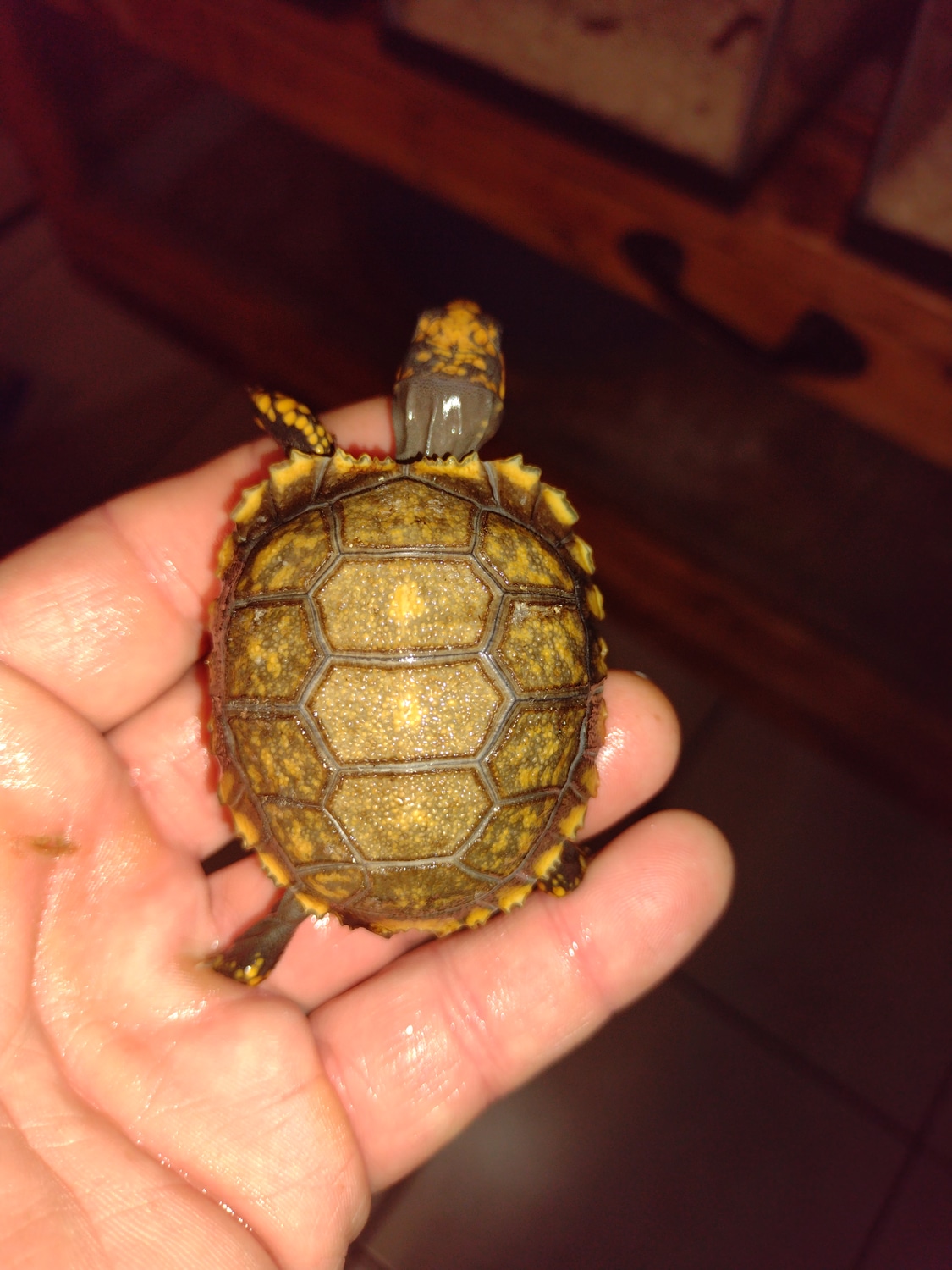 Exceptional Baby Yellow Foot Tortoise 🐢 Yellow-Footed Tortoise by ...