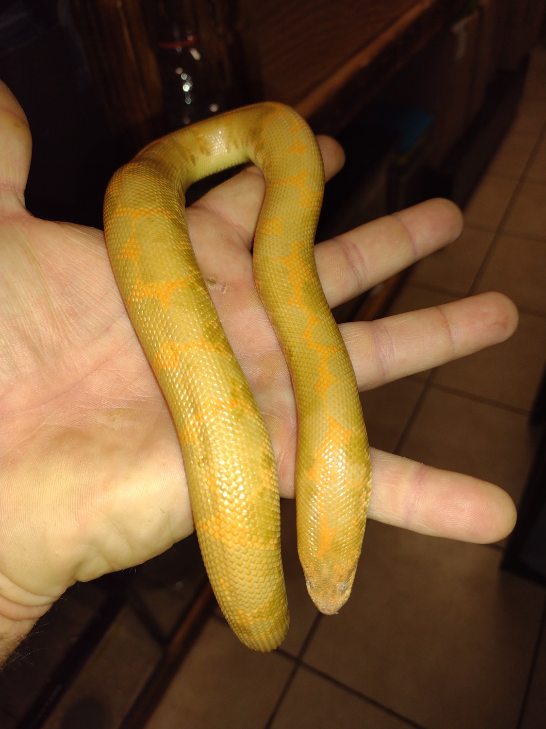 Adult Male Albino Sand Boa Kenyan Sand Boa by Reptile Mart - MorphMarket