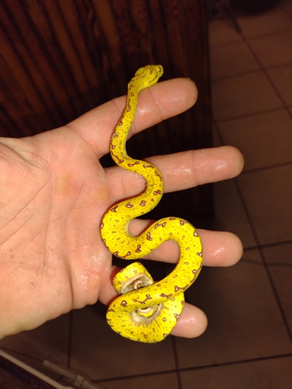 Yellow Phase Biak Green Tree Python by Reptile Mart
