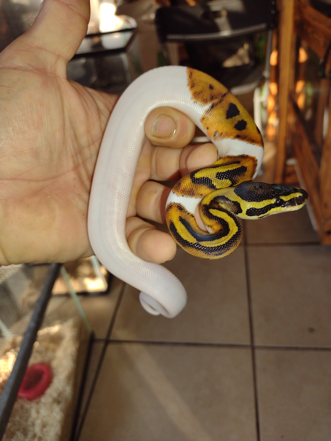 Female High White Pied Ball Python by Reptile Mart - MorphMarket
