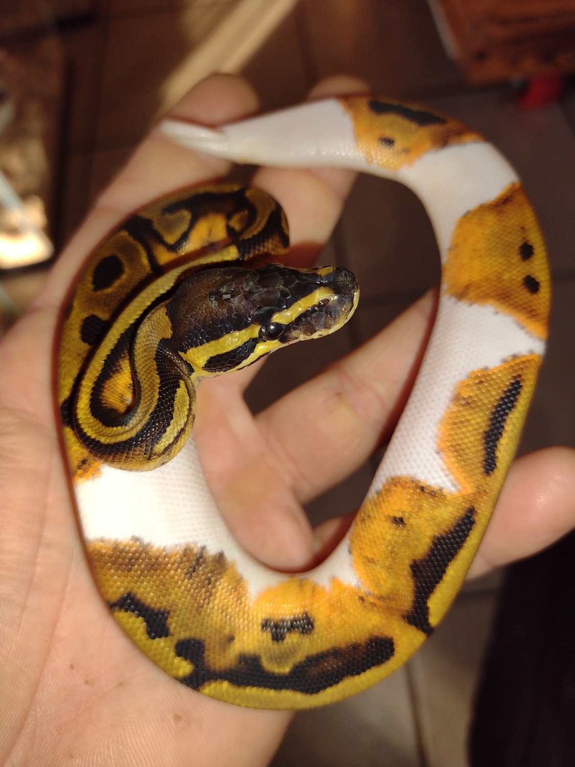 Female Pied Ball Python by Reptile Mart - MorphMarket