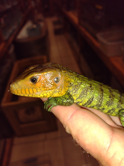 Caiman Lizard Tegus by Reptile Mart