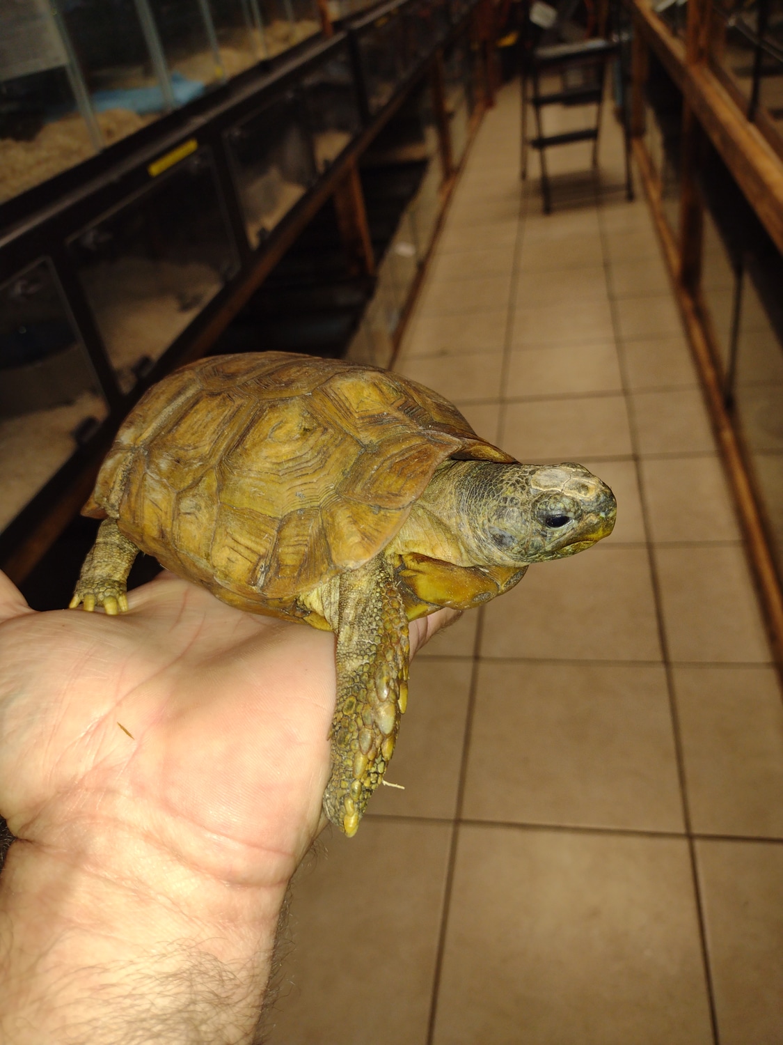 Long Term Captive 7 Years Captive Adult Male Speke's Hinge-back ...