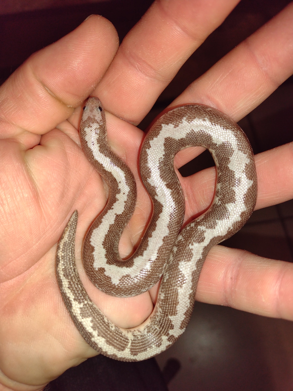 Sub Adult Male Anery Stripe Sand Boa Kenyan Sand Boa by Reptile Mart ...