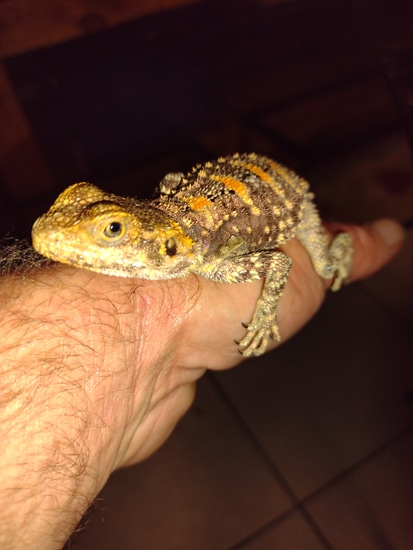 Absolutely Adorable Well Started Baby Female Painted Agama More Lizard ...